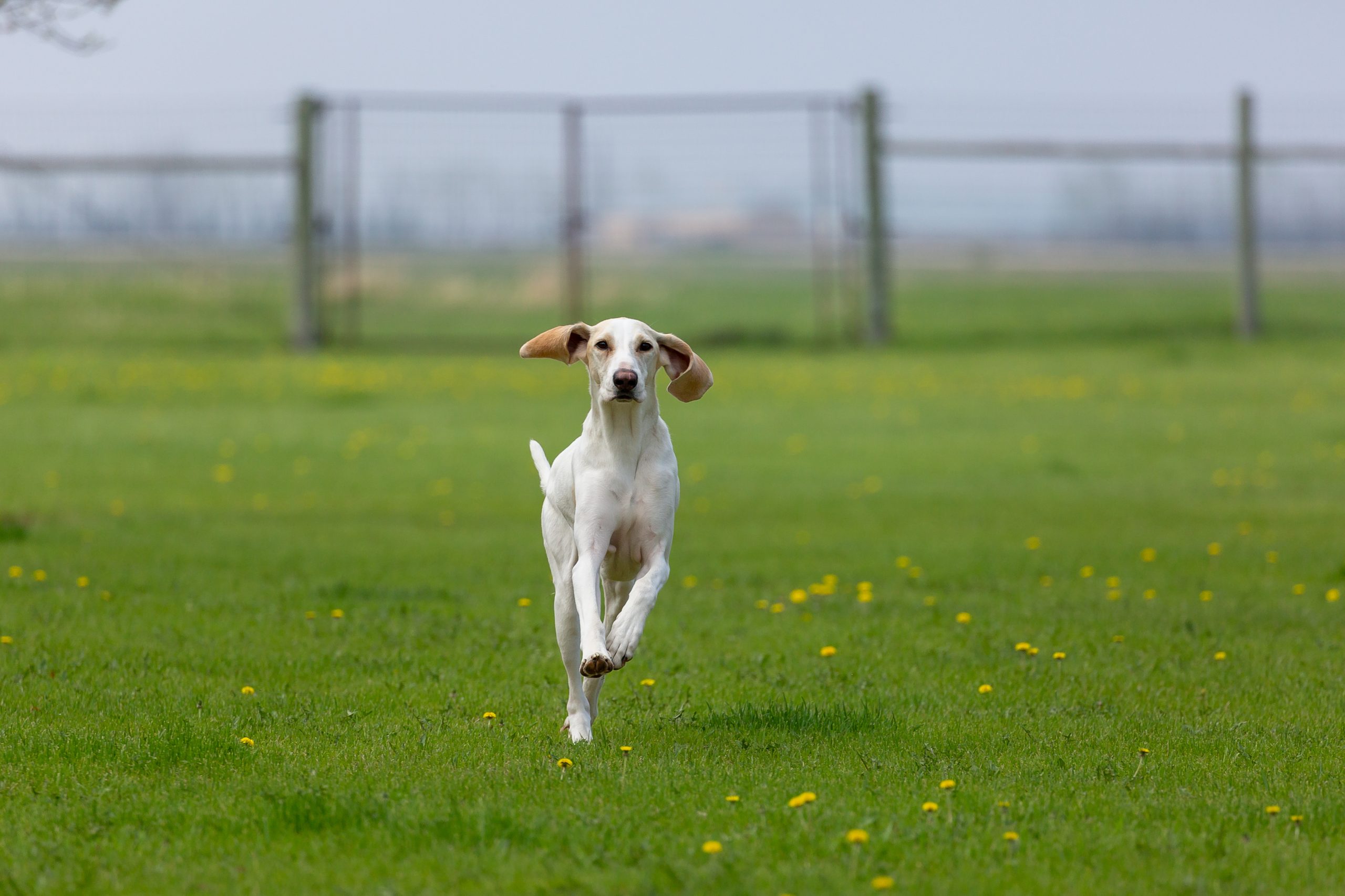Mało znane rasy psów, które idealnie odnajdą się w rodzinnym domu ...