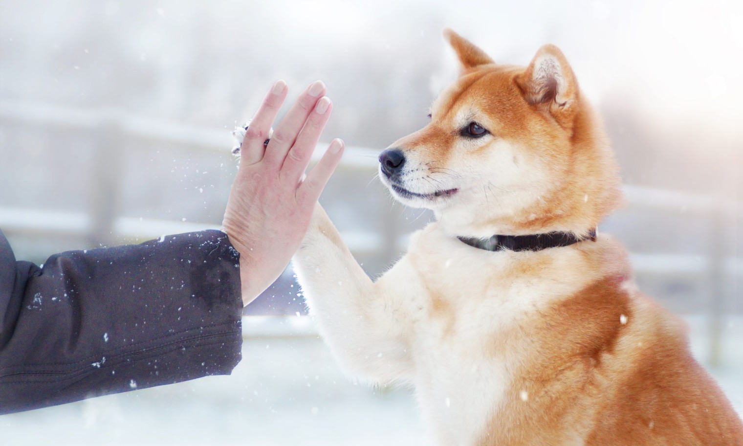 Najciekawsze japońskie rasy psów - antyschematy.pl